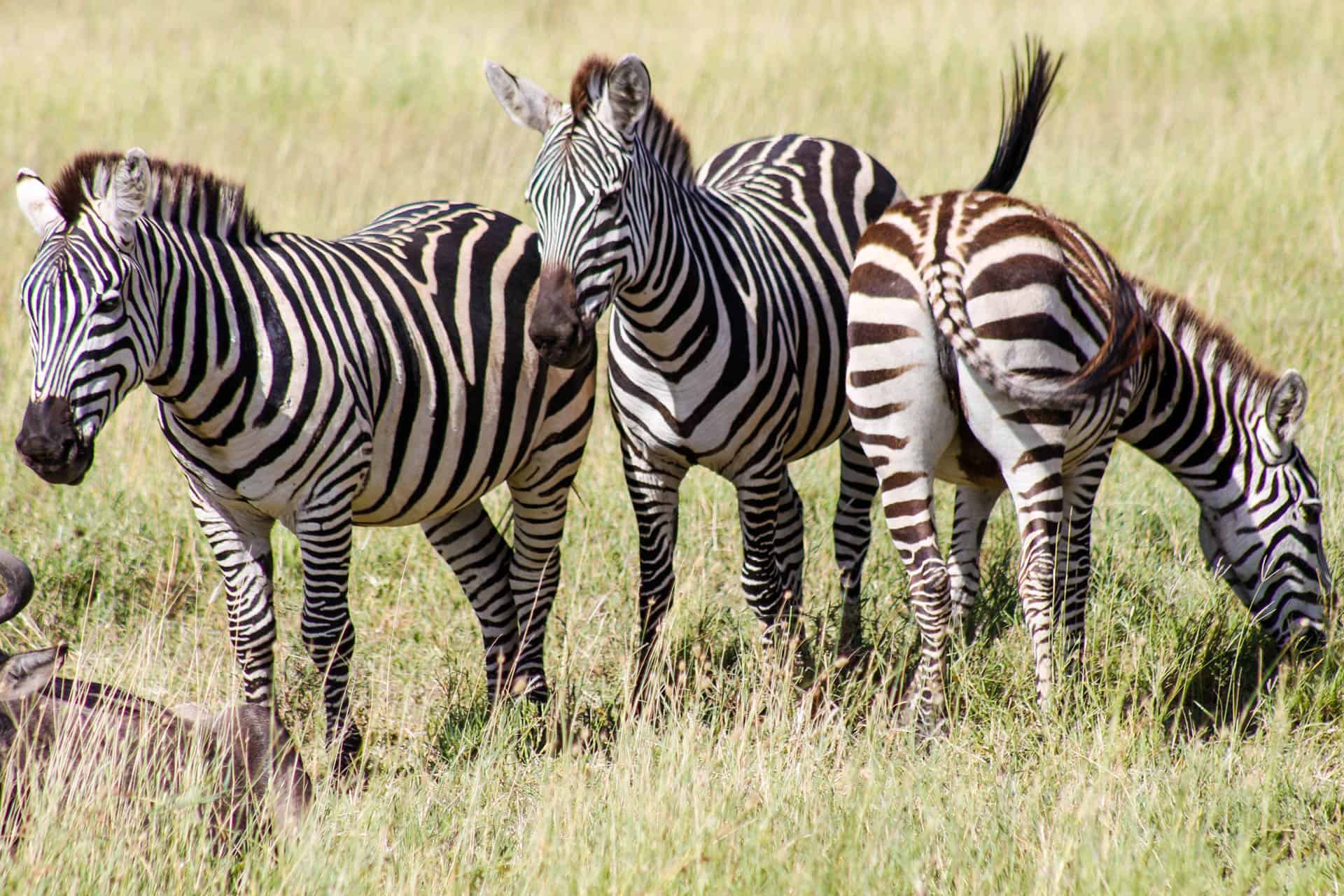 3 Days Mikumi Classic Southern Safari - Afrishare Trekking And Safaris