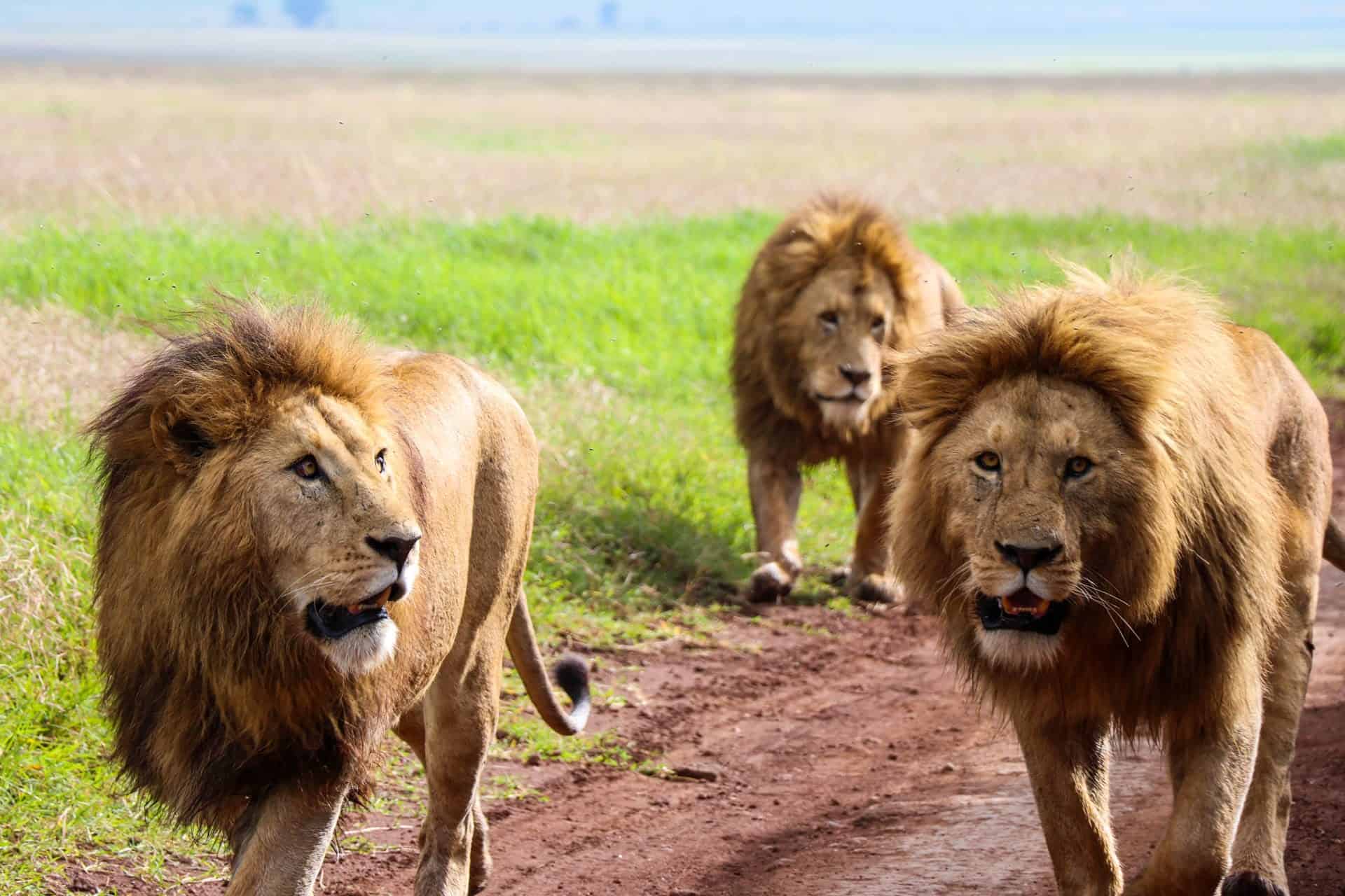 Tanzania Safari Tours - Afrishare Trekking And Safaris