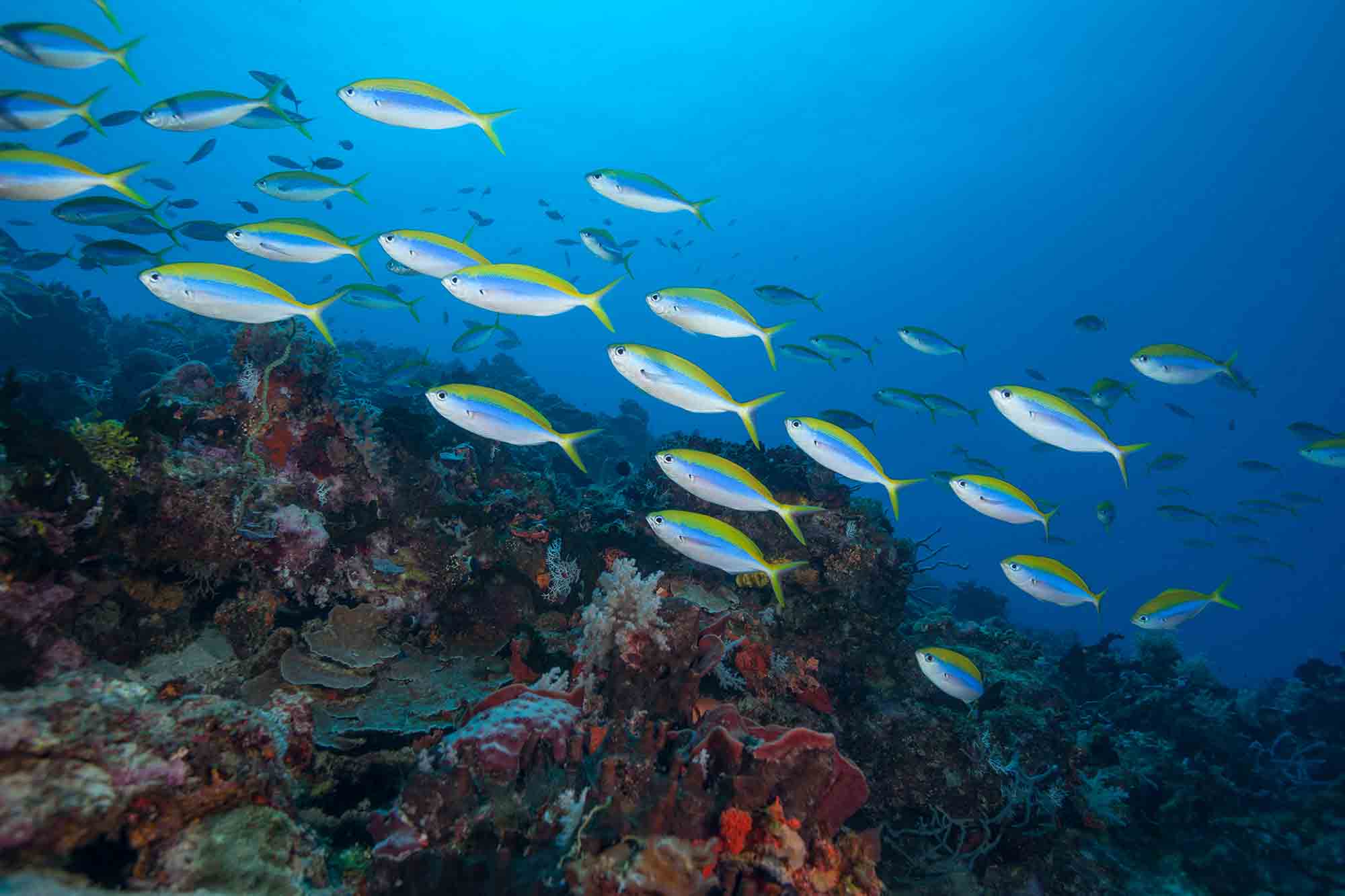 3 Days Zanzibar Beach Holiday - Afrishare Trekking And Safaris